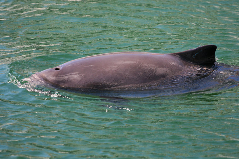 Marsvin - den lille hval