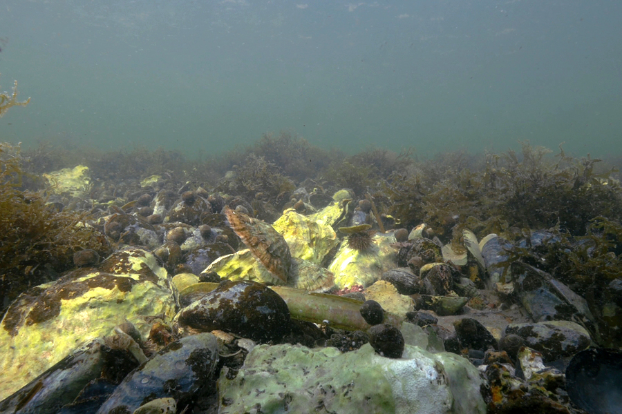 Invasive arter i Limfjorden - Naturfilm.info