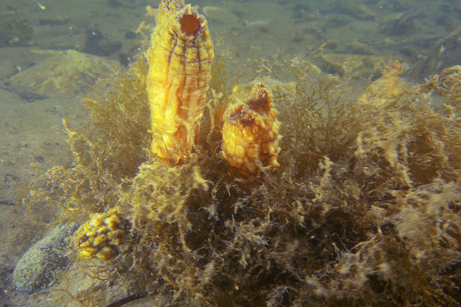 Invasive arter i Limfjorden - Naturfilm.info