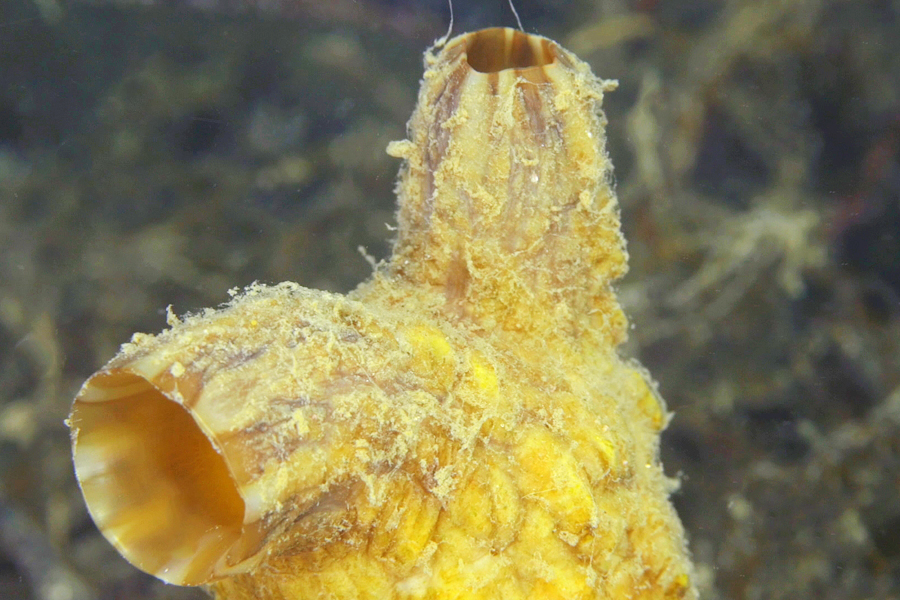 Invasive arter i Limfjorden - Naturfilm.info