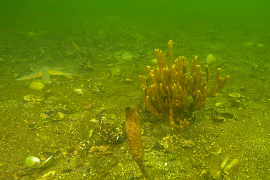 Invasive arter i Limfjorden - Naturfilm.info